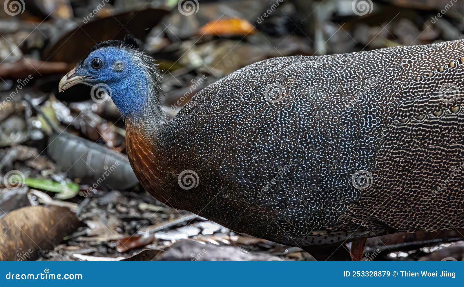 Nature Wildlife Image of the Great Argus in the Deep Jungle in Sabah ...