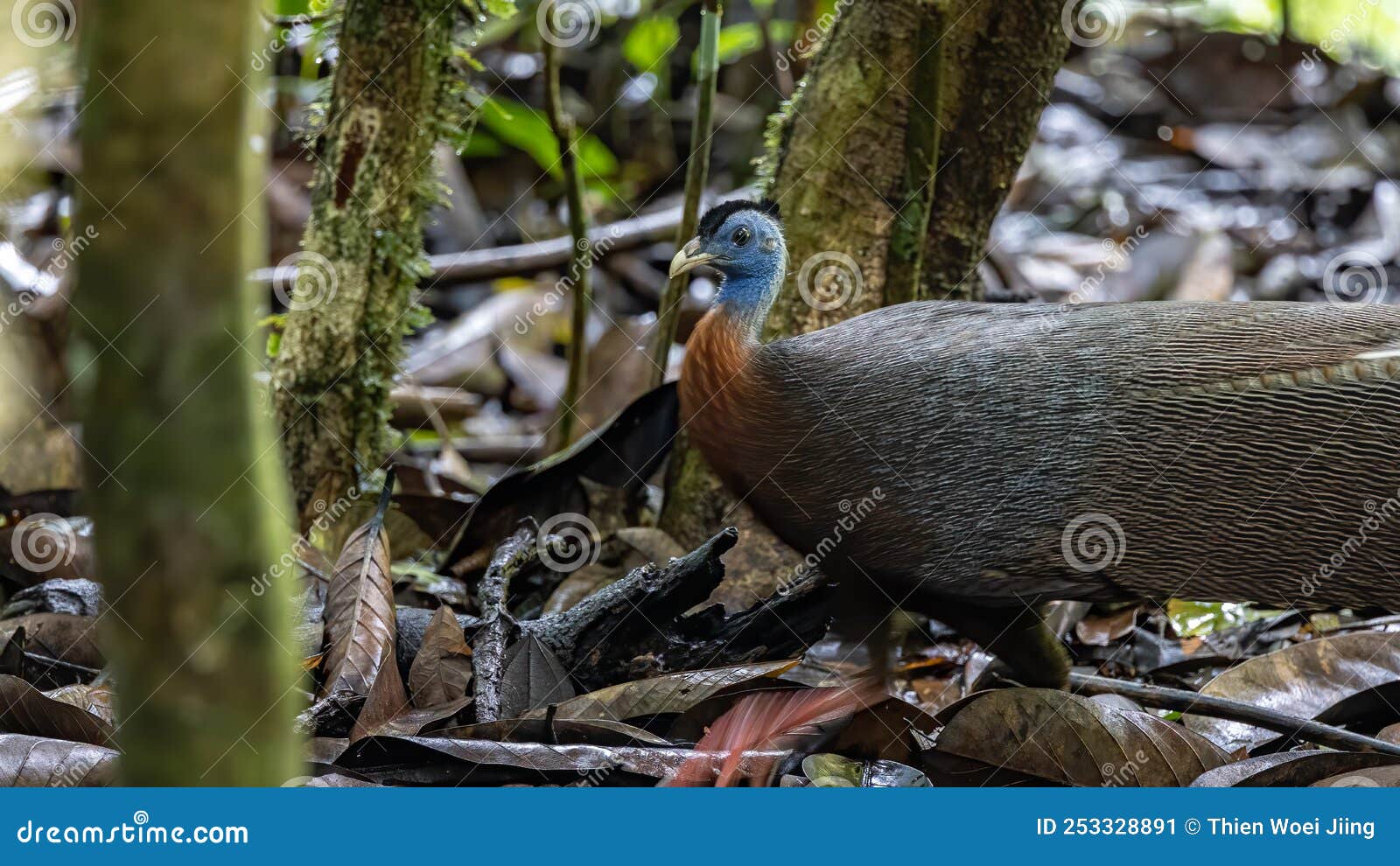 Nature Wildlife Image of the Great Argus in the Deep Jungle in Sabah ...