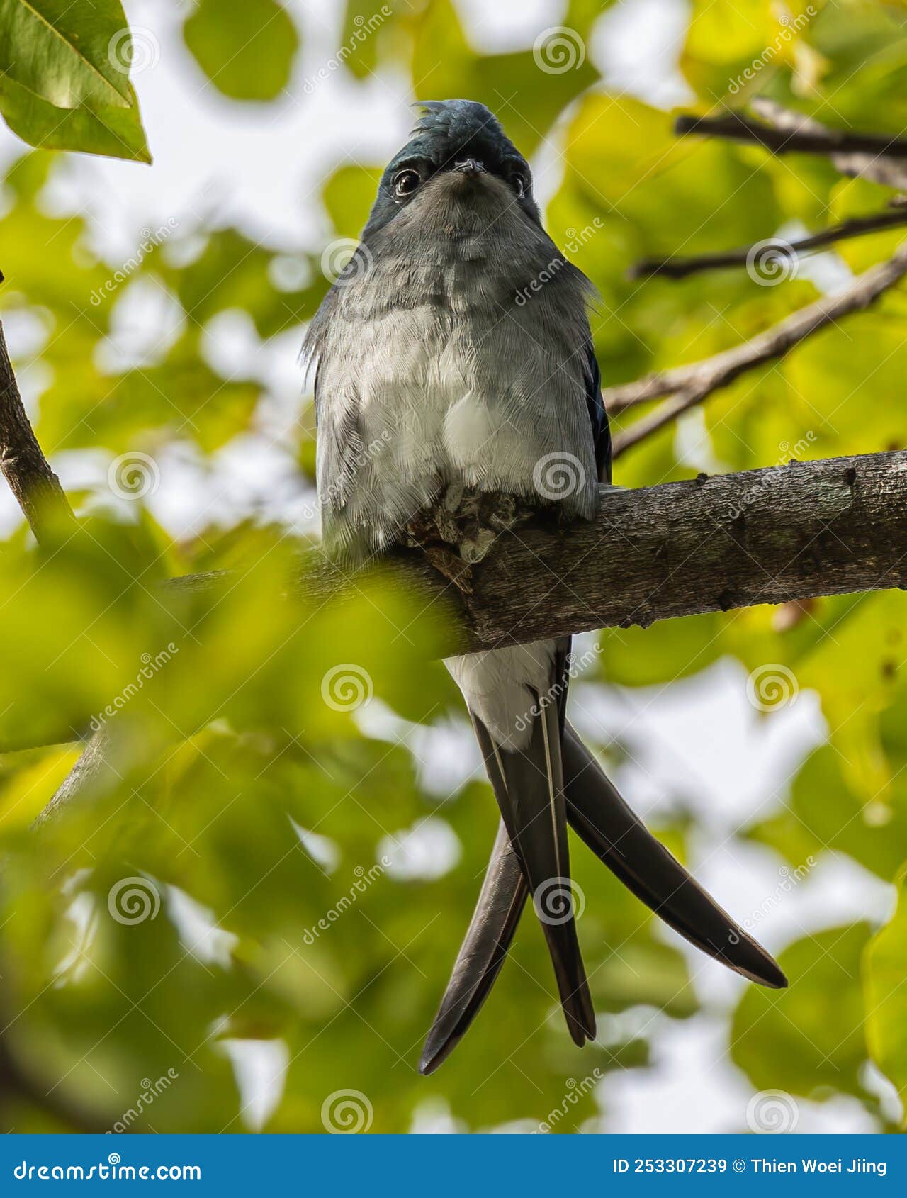Grey-rumped Treeswift Perching on Tree Branch Stock Image - Image of ...