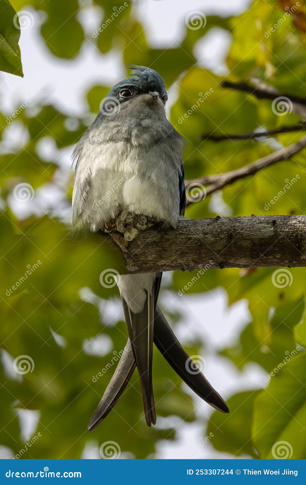 Grey-rumped Treeswift Perching on Tree Branch Stock Photo - Image of ...