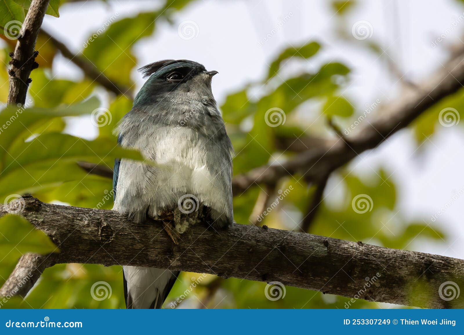 Grey-rumped Treeswift Perching on Tree Branch Stock Image - Image of ...