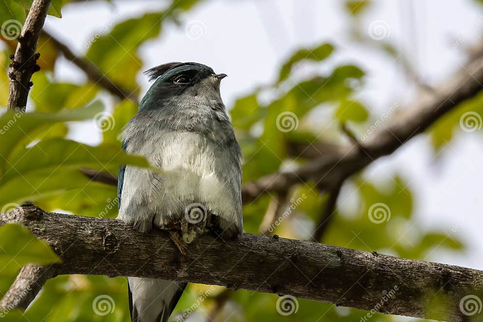Grey-rumped Treeswift Perching on Tree Branch Stock Image - Image of ...