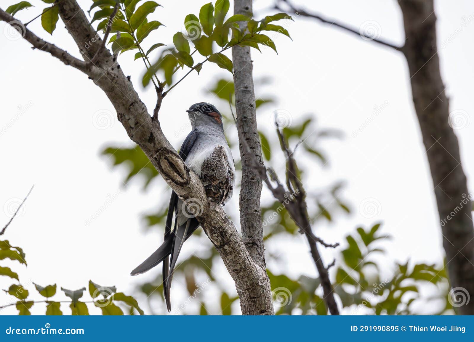 Grey-rumped Treeswift Perching on Tree Branch Stock Image - Image of ...
