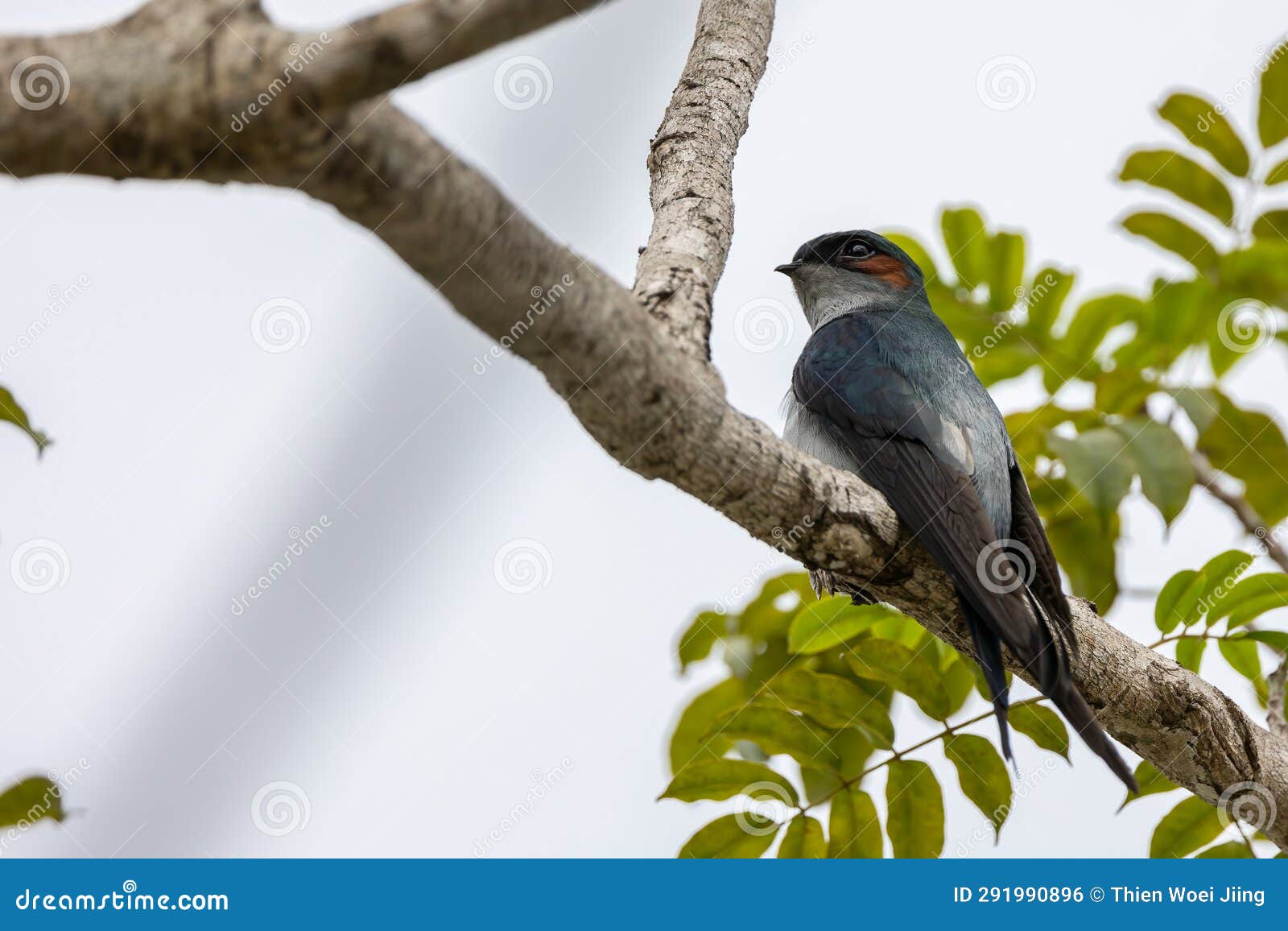 Grey-rumped Treeswift Perching on Tree Branch Stock Photo - Image of ...