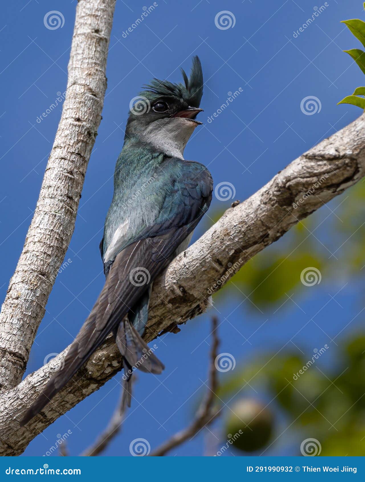 Nature Wildlife Image of Grey-rumped Treeswift Perching on Tree Branch ...