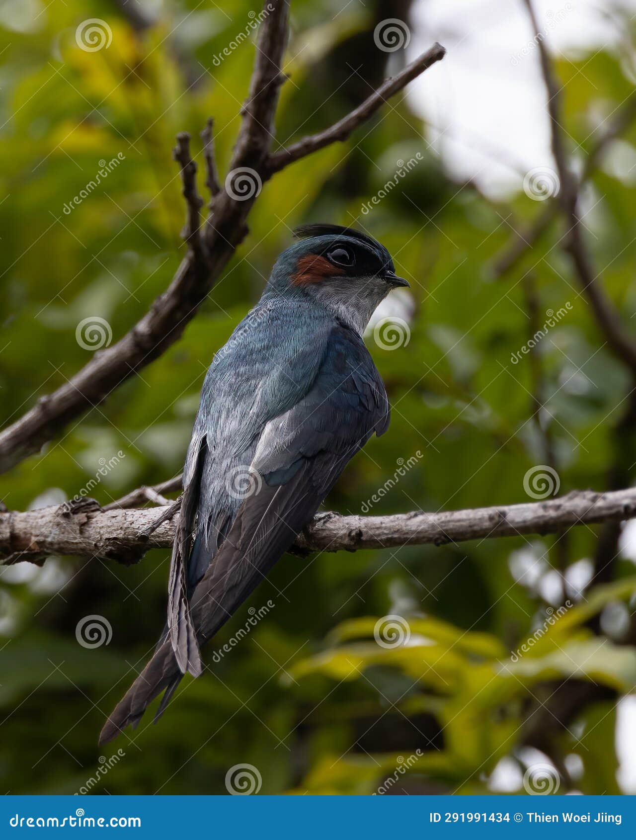 Nature Wildlife Image of Grey-rumped Treeswift Perching on Tree Branch ...