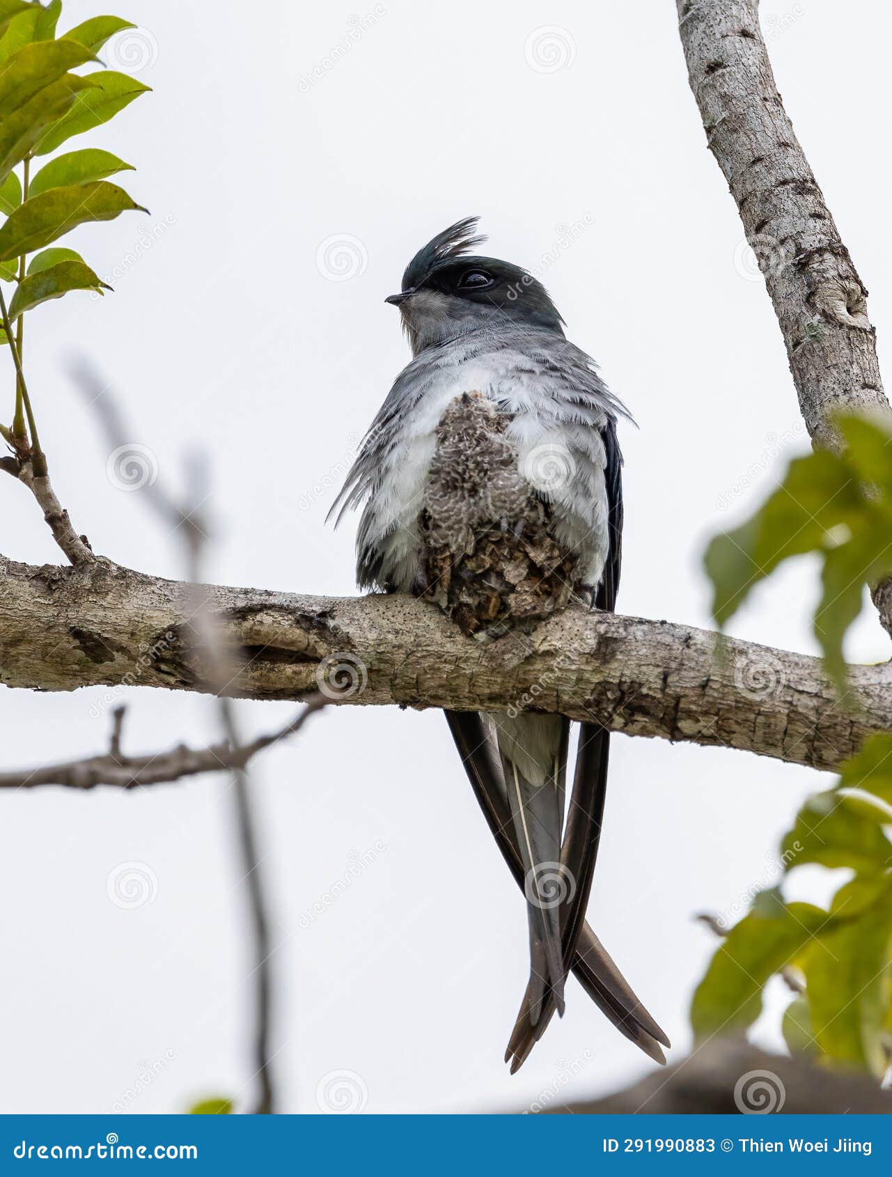 Grey-rumped Treeswift Protect Small Grey-rumped Treeswift Chick on Tree ...