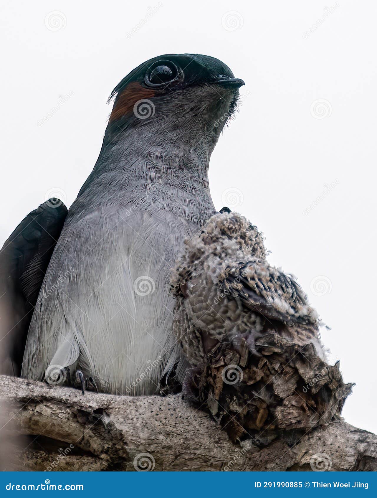 Grey-rumped Treeswift Protect Small Grey-rumped Treeswift Chick on Tree ...