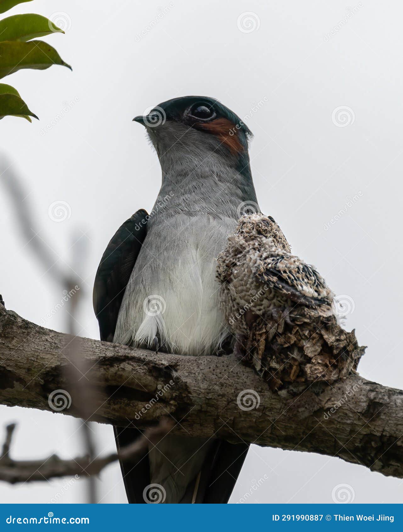 Grey-rumped Treeswift Protect Small Grey-rumped Treeswift Chick on Tree ...