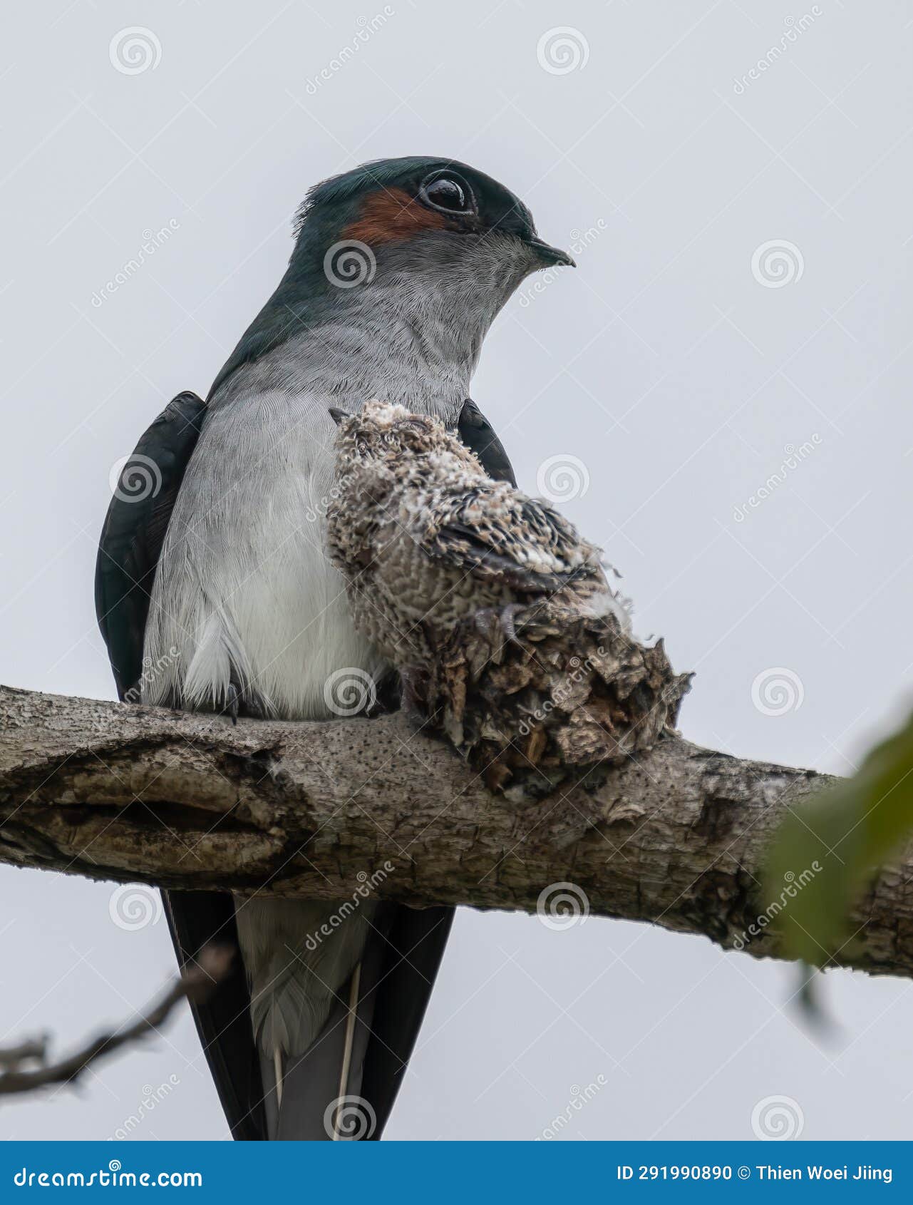 Grey-rumped Treeswift Protect Small Grey-rumped Treeswift Chick on Tree ...