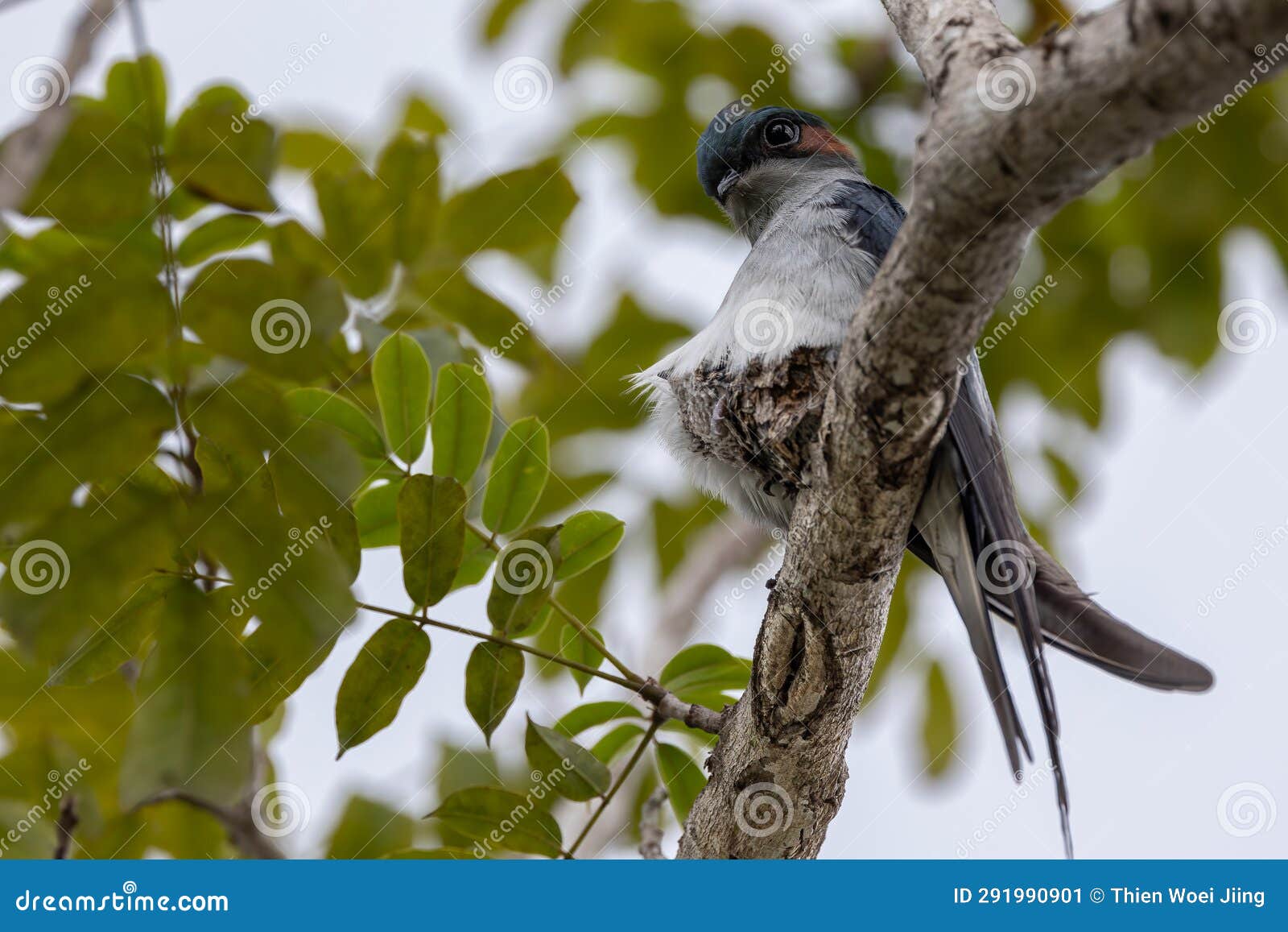Grey-rumped Treeswift Protect Small Grey-rumped Treeswift Chick on Tree ...
