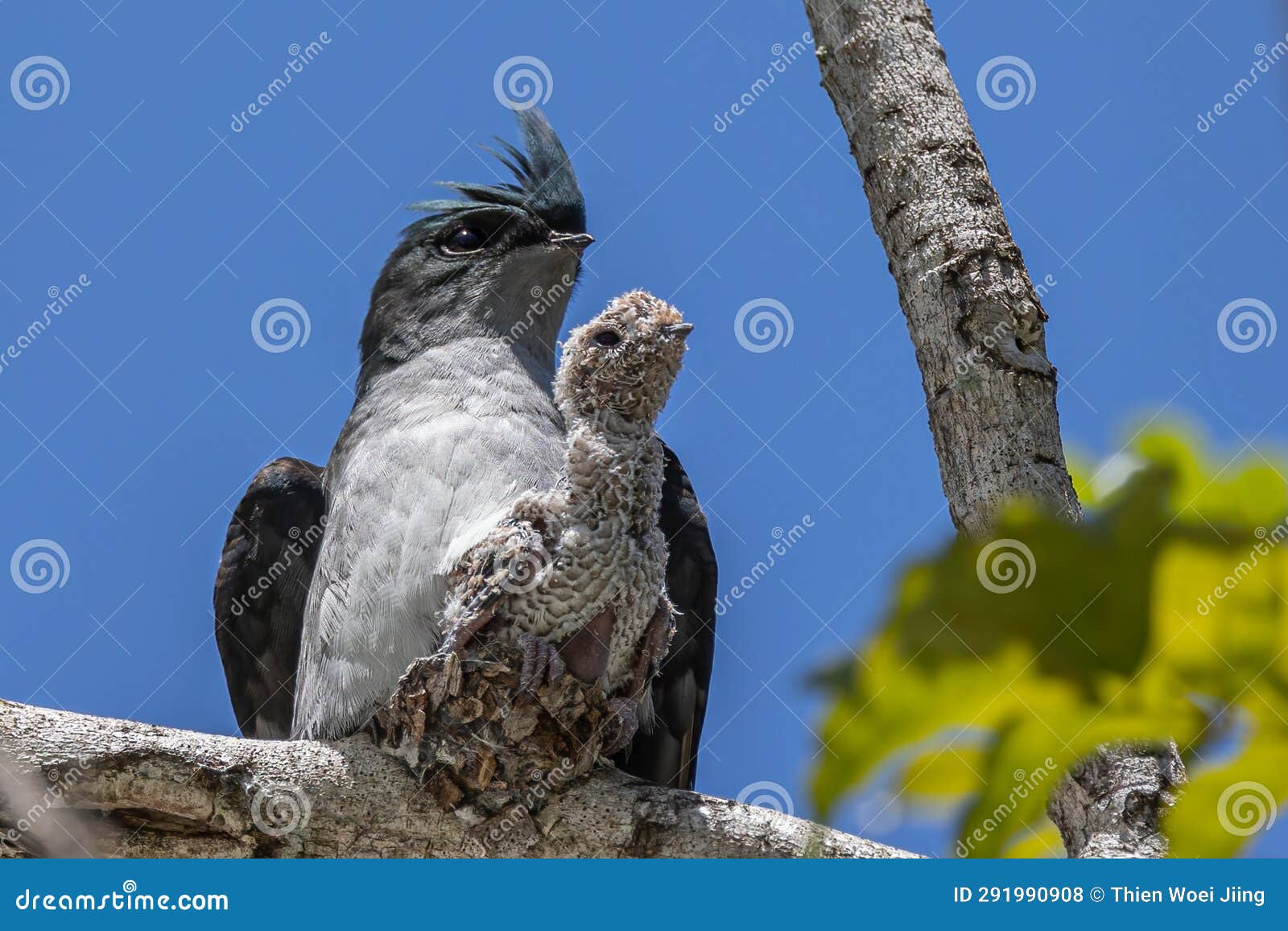 Grey-rumped Treeswift Protect Small Grey-rumped Treeswift Chick on Tree ...