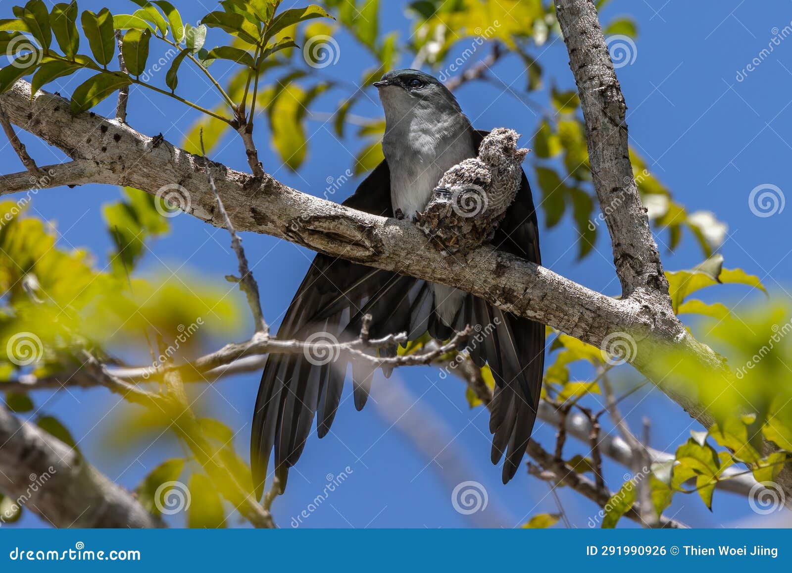 Nature Wildlife Image of Grey-rumped Treeswift Protect Small Grey ...