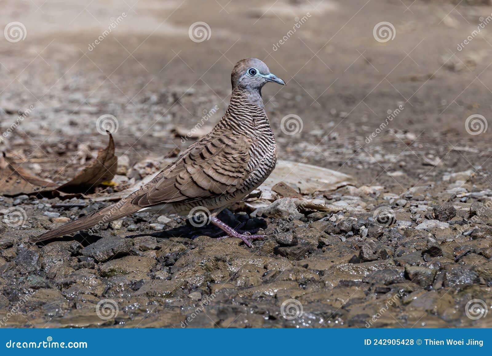 Nature Wildlife Image of Pigeon Spotted Dove Stock Photo - Image of ...