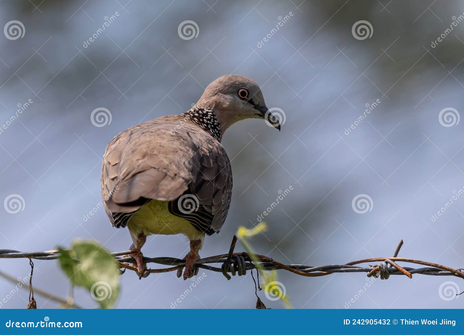 Nature Wildlife Image of Pigeon Spotted Dove Stock Photo - Image of ...