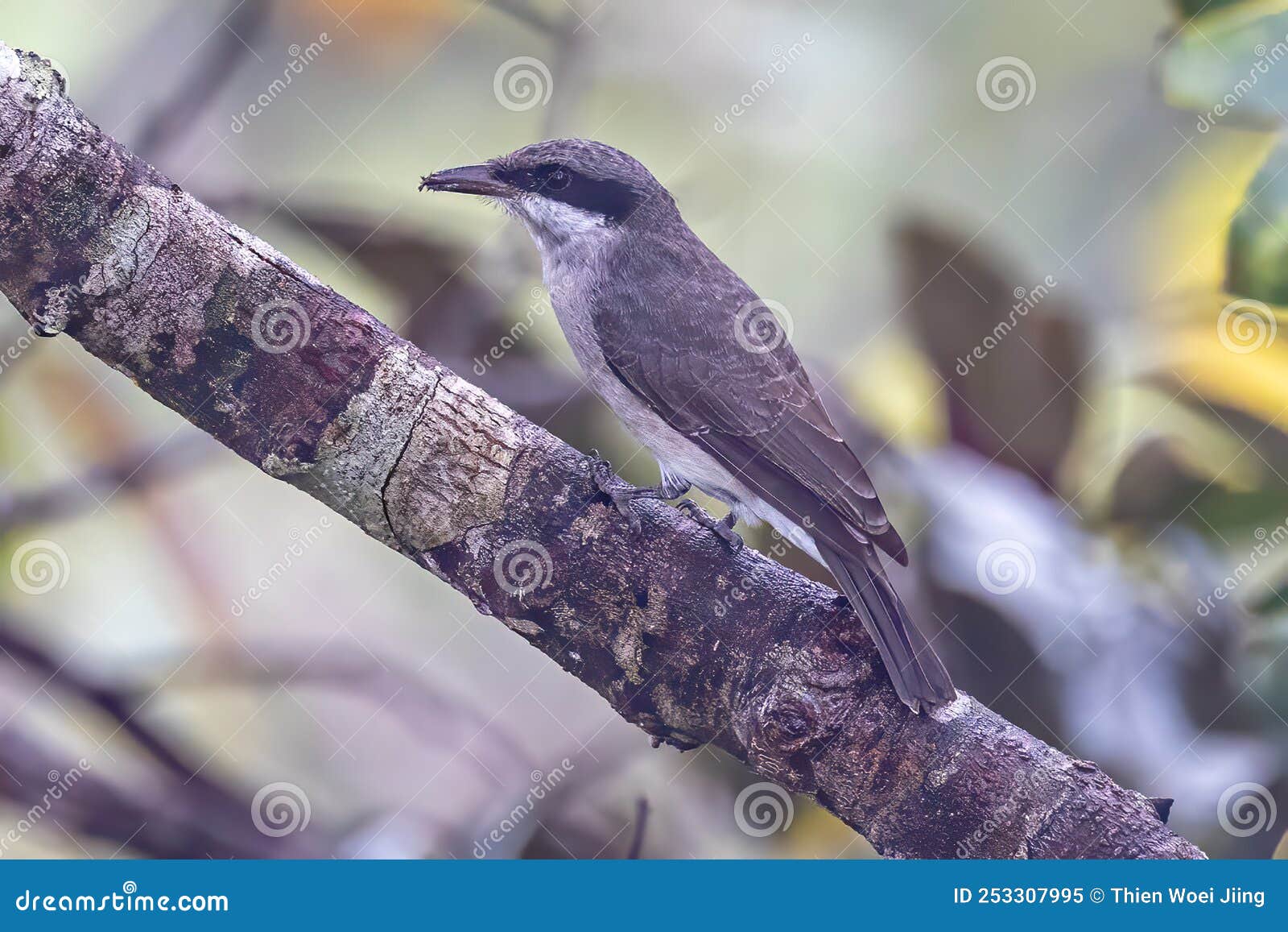Nature Wildlife of Large Woodshrike Bird Perching on Fruit Tree Stock ...
