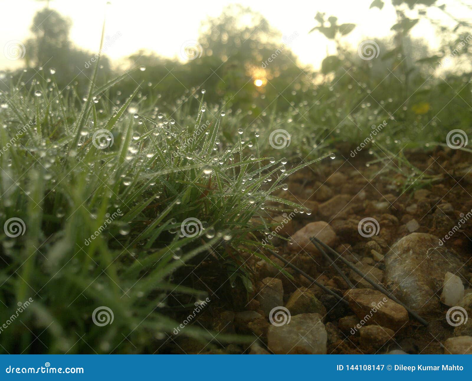 Dew drops on sunrise stock image. Image of drops, sunrise - 144108147