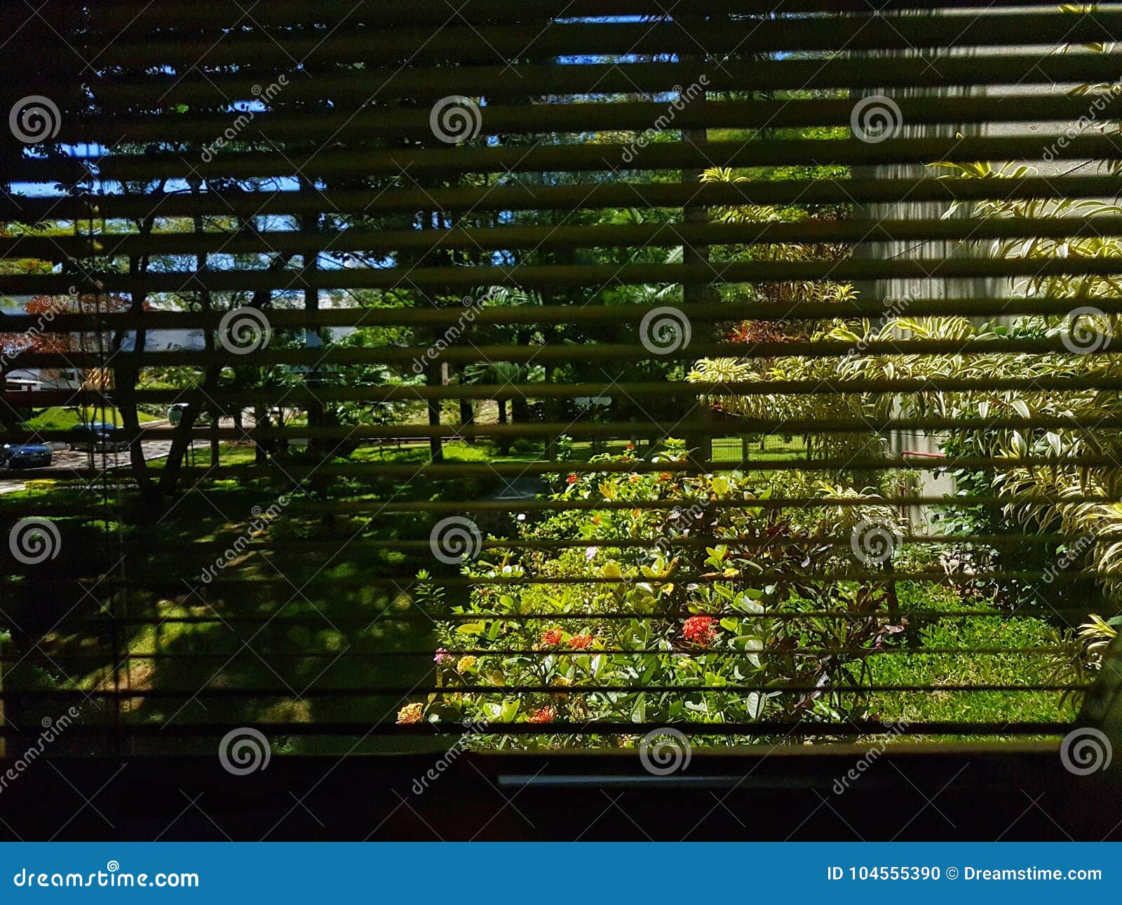 Nature through the Window stock photo. Image of daylight - 104555390