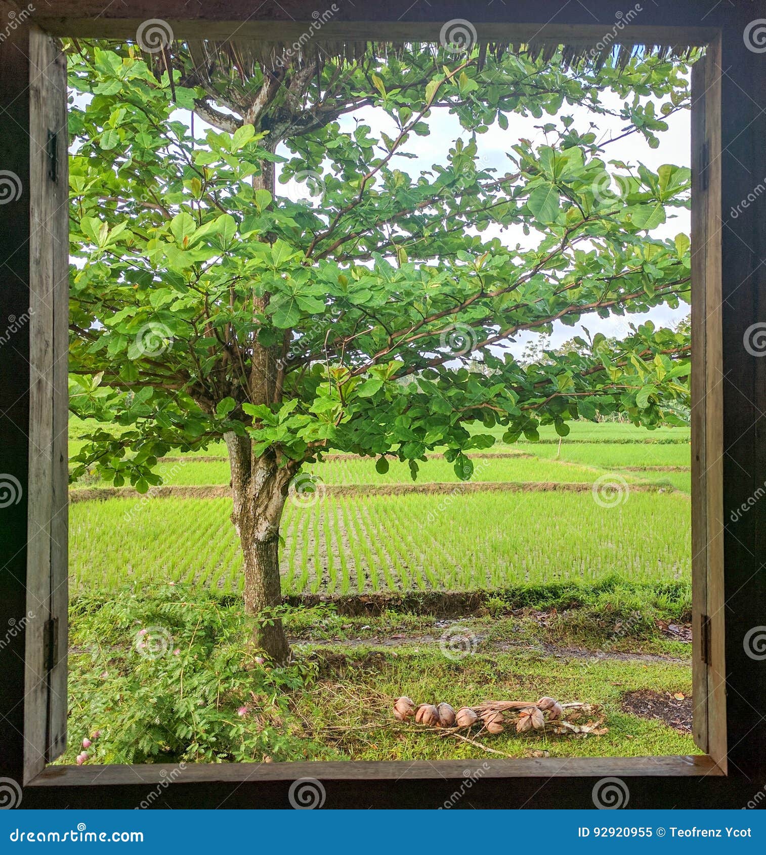 Nature by the window frame stock image. Image of scenes - 92920955