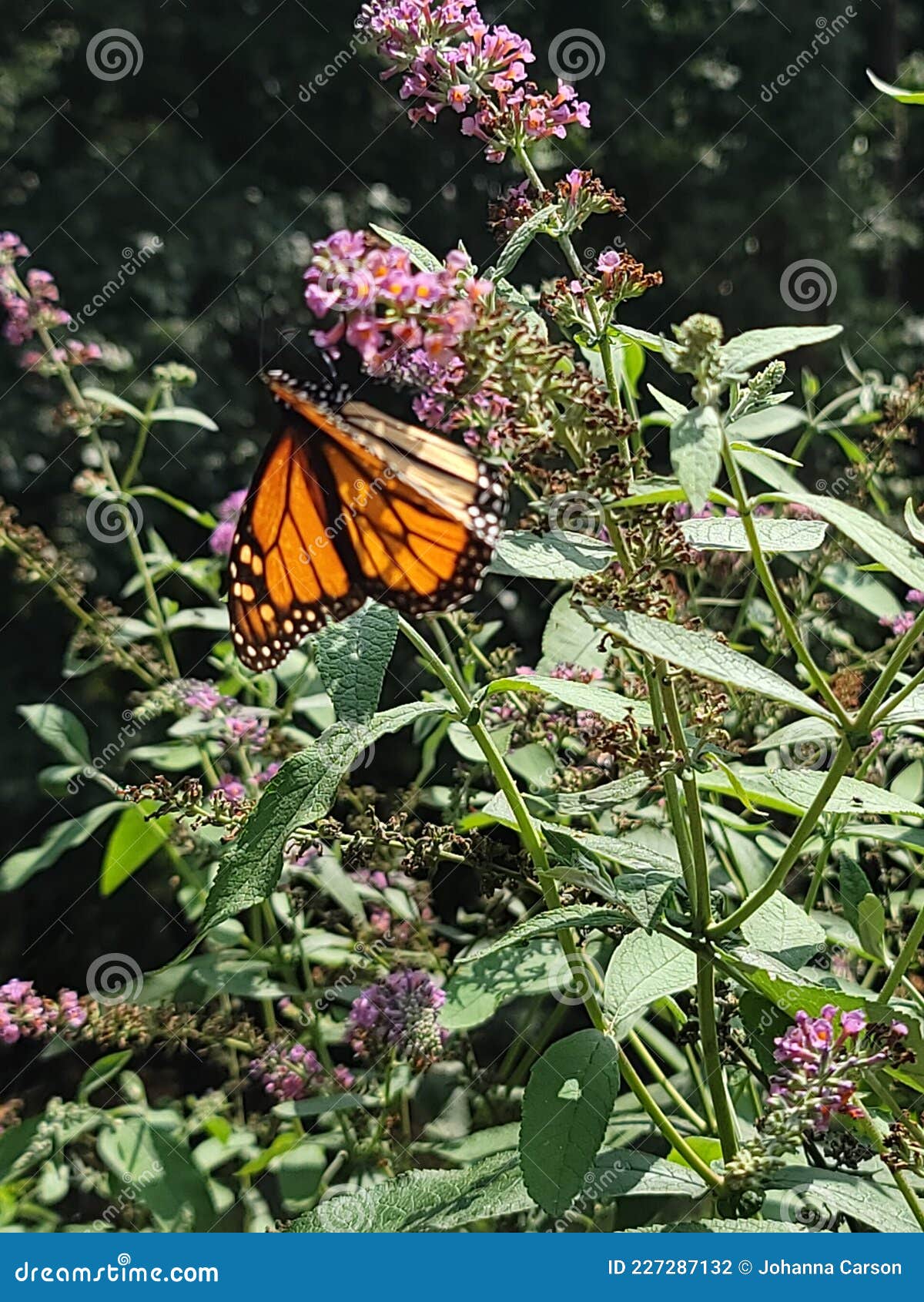 Nature with Wings stock photo. Image of wildflower, wildlife - 227287132
