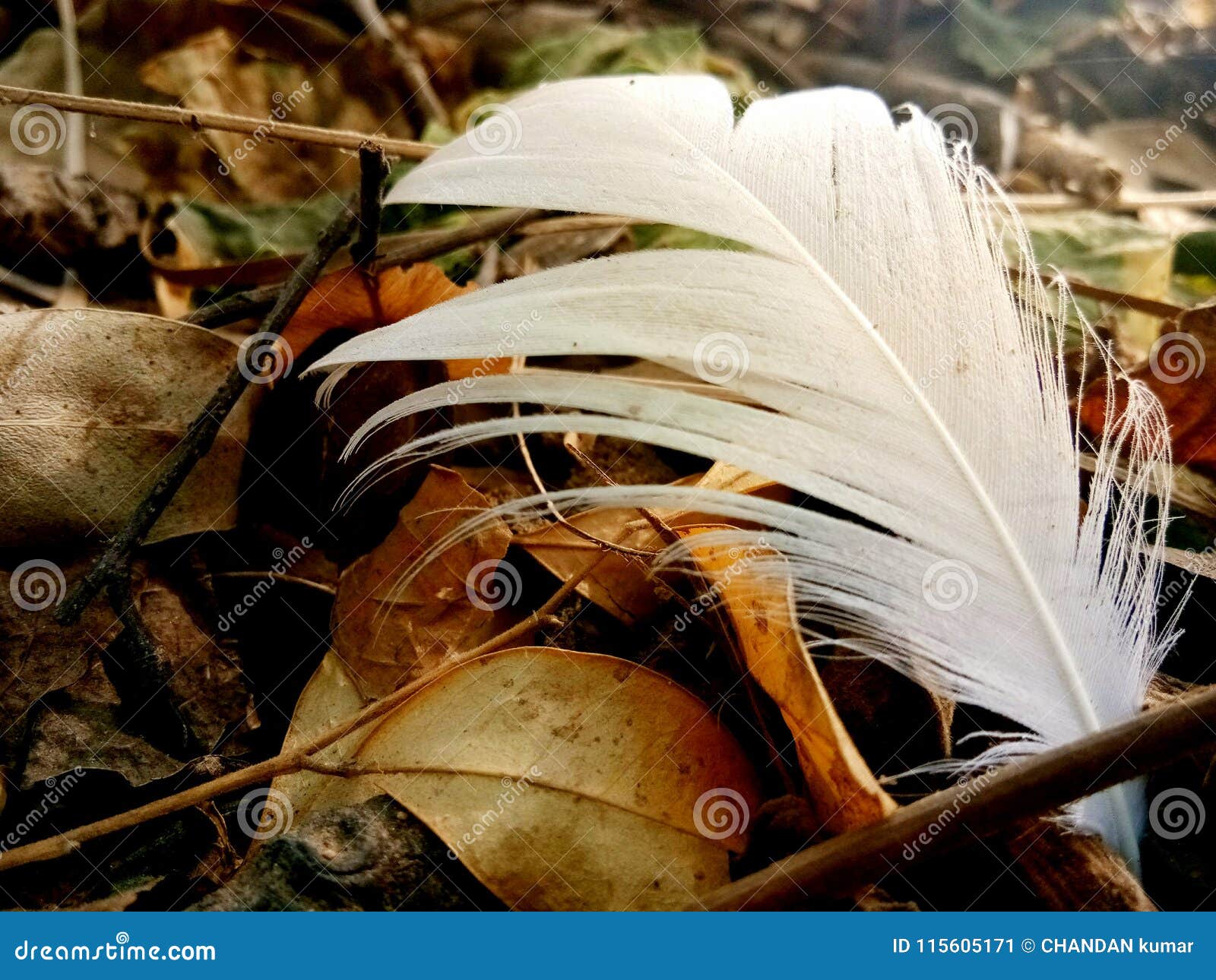 Nature stock image. Image of nature, wings, forest, birds - 115605171