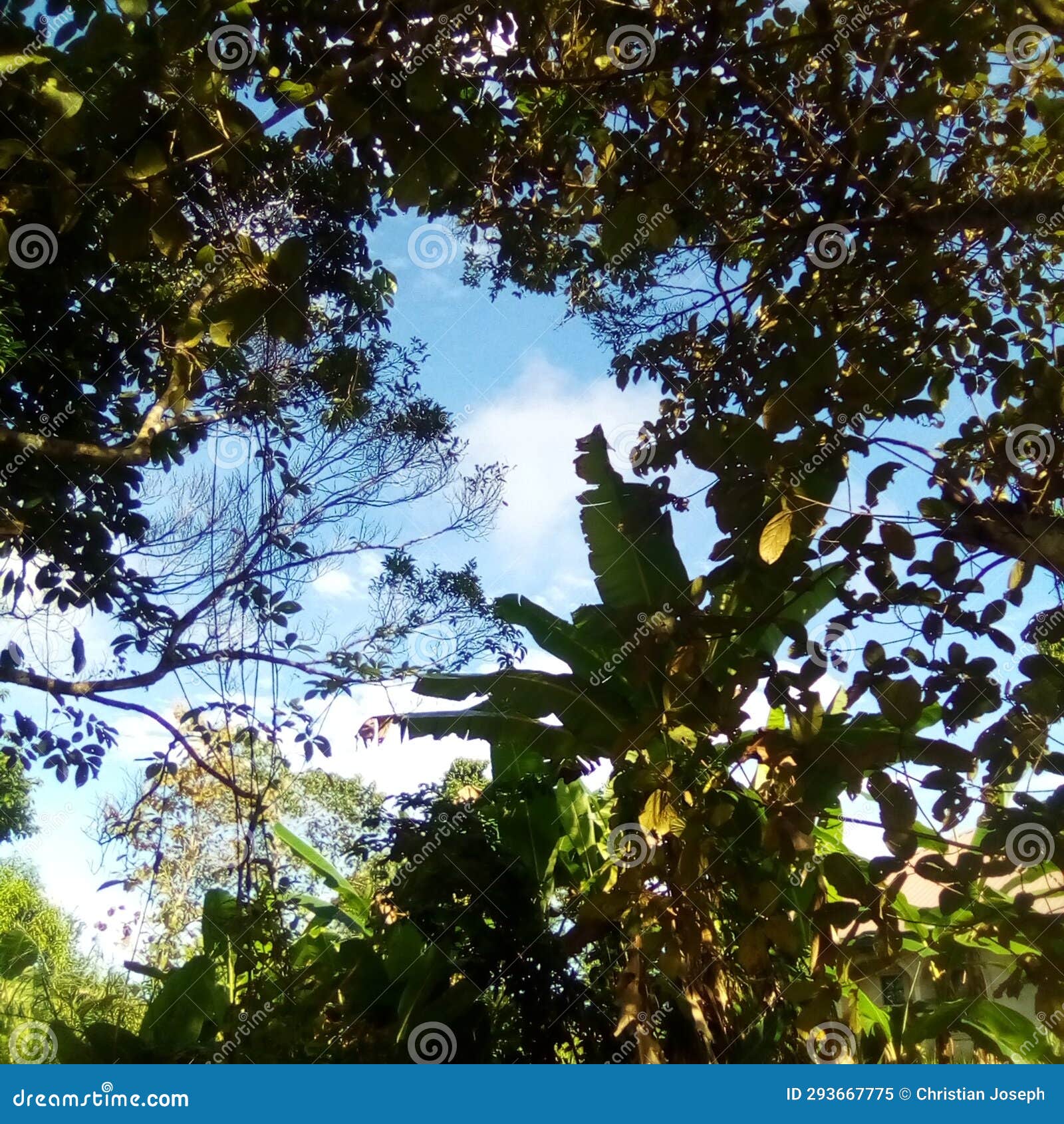 Nature Wins it Shine& X27;s Every Where Stock Image - Image of shines ...