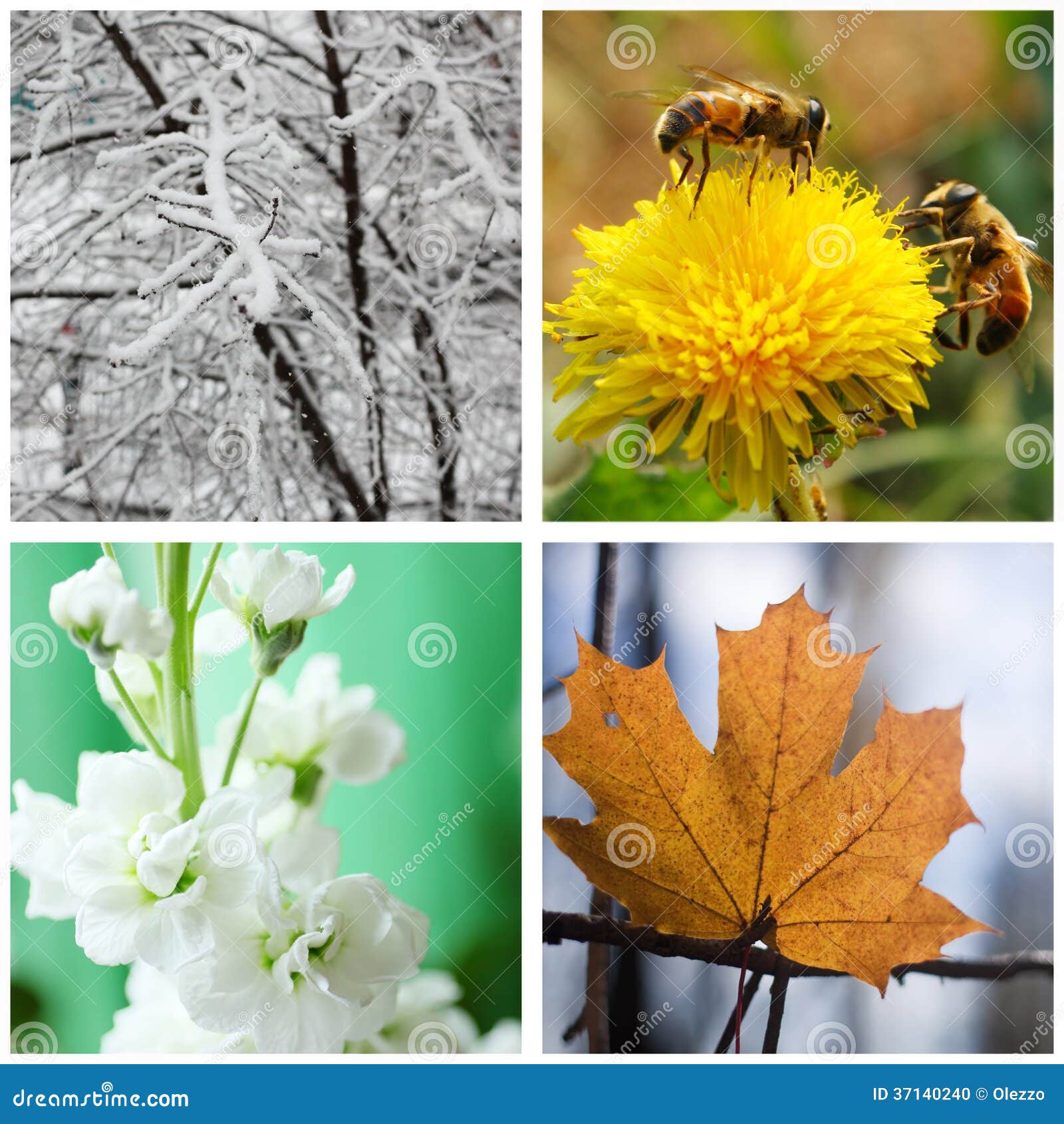 Nature in Winter, Spring, Summer and Autumn.Collage. Stock Photo ...