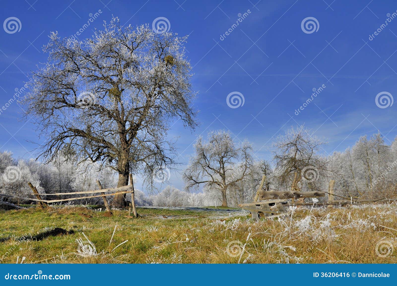Nature in the winter time stock photo. Image of hoarfrost - 36206416