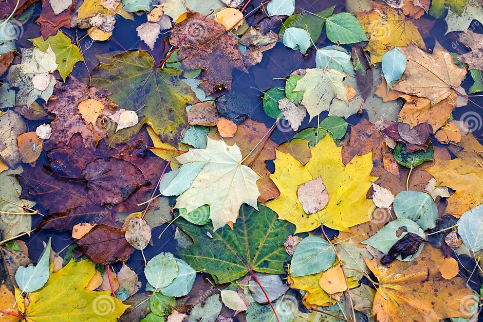 The nature withering stock image. Image of season, yellow - 6456533