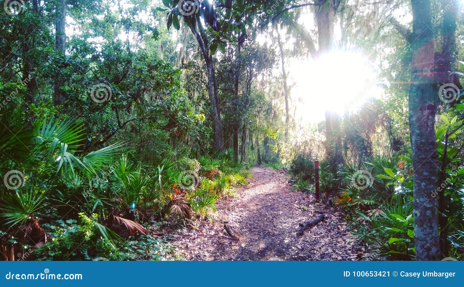 Pathway stock image. Image of greenery, pathway, adventure - 100653421