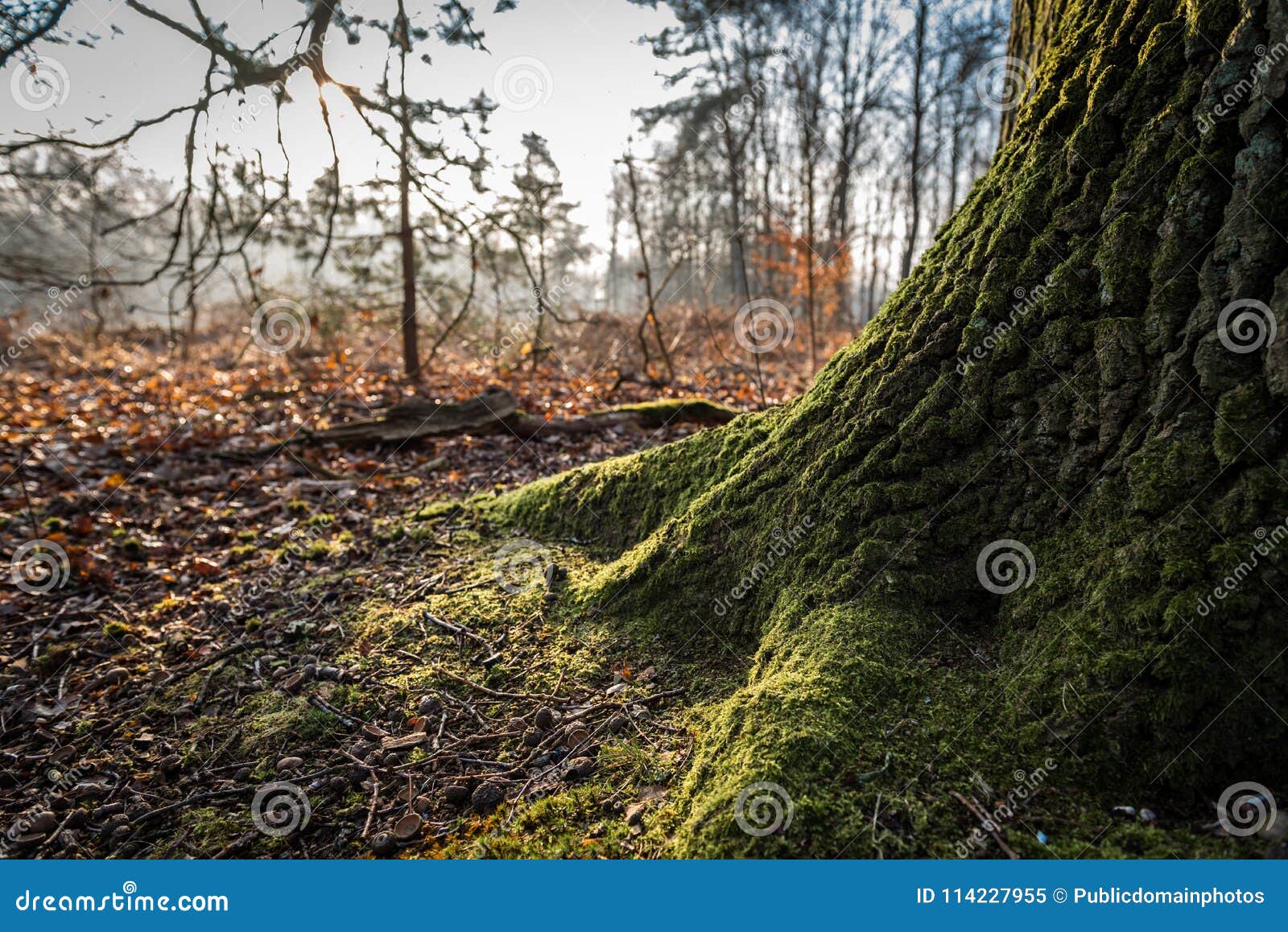 Nature, Woodland, Ecosystem, Tree Picture. Image: 114227955