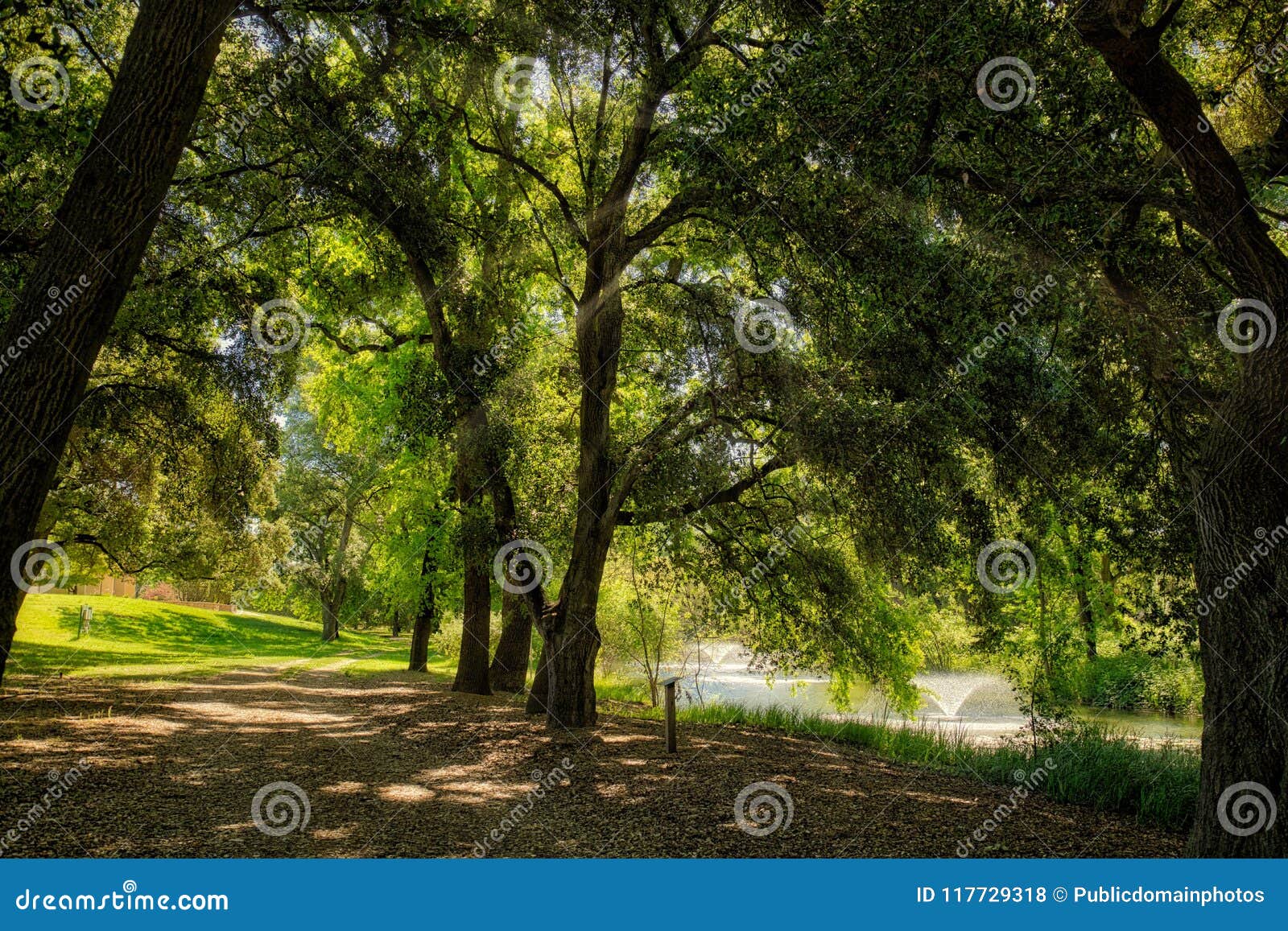 Nature, Woodland, Ecosystem, Tree Picture. Image: 117729318