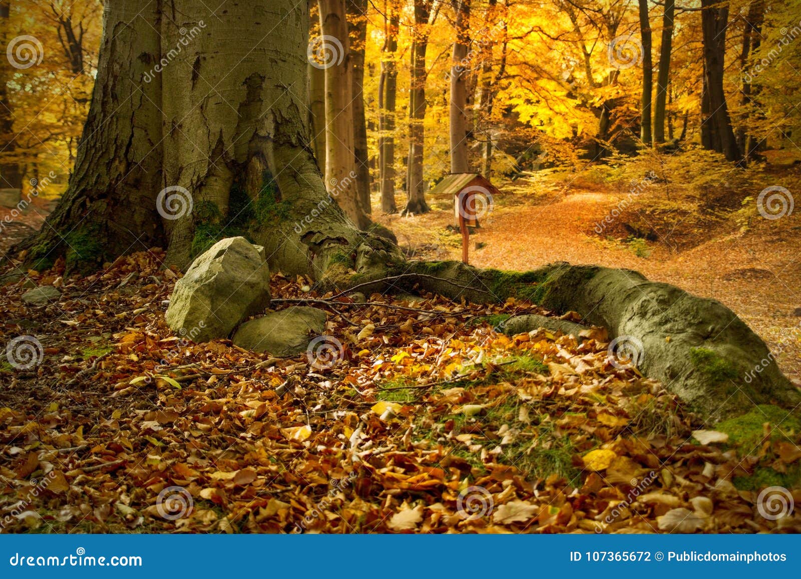 Nature, Woodland, Forest, Deciduous Picture. Image: 107365672