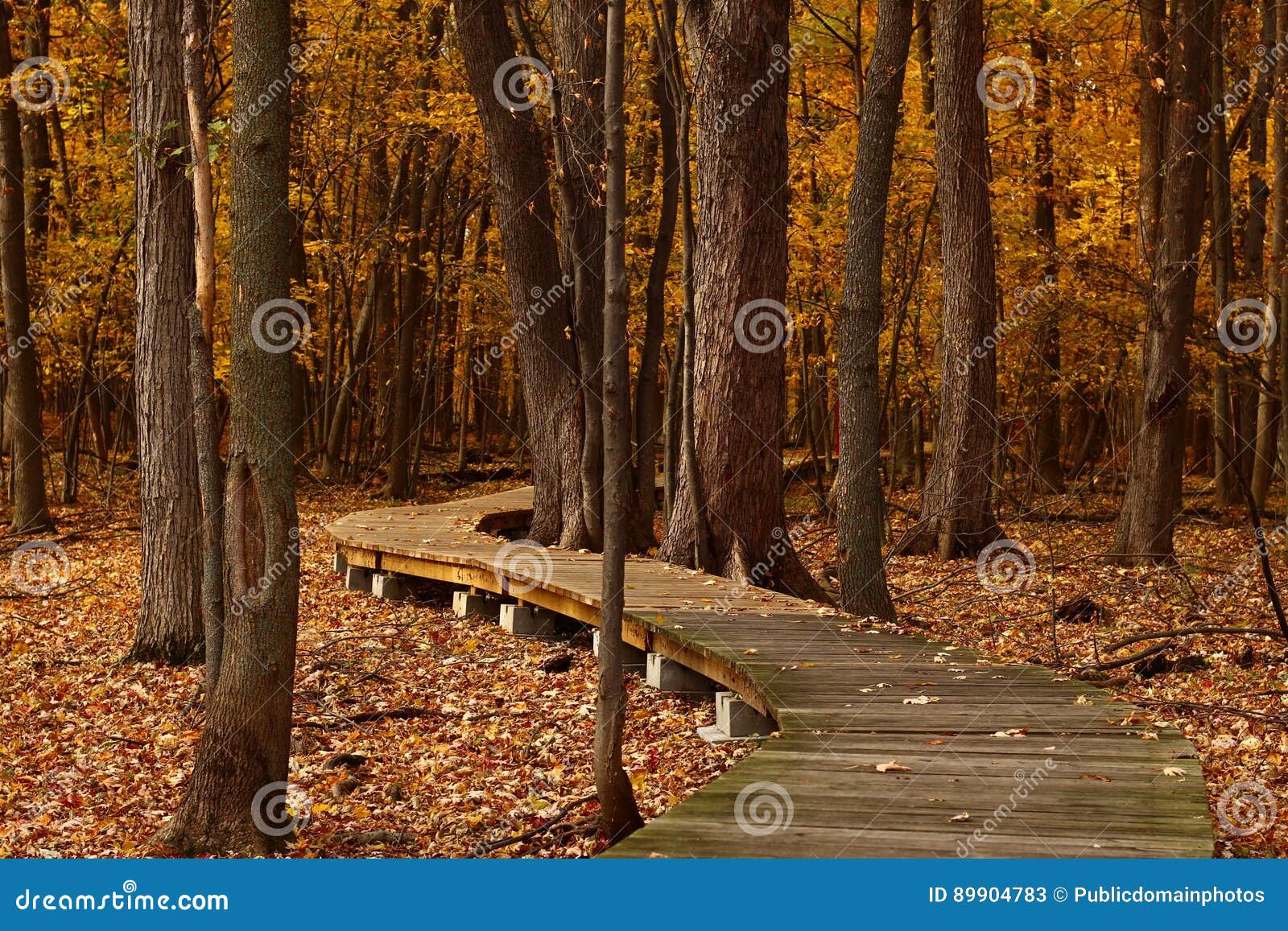 Nature, Woodland, Path, Autumn Picture. Image: 89904783