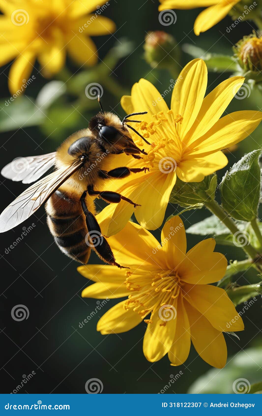 Nature at Work: a Bee S Journey in Pollination. Stock Image - Image of ...
