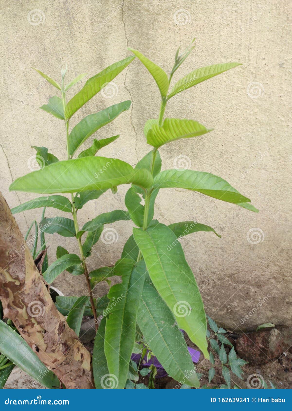 Nature World Goa Tree Natulally Stock Image - Image of tree, nature ...