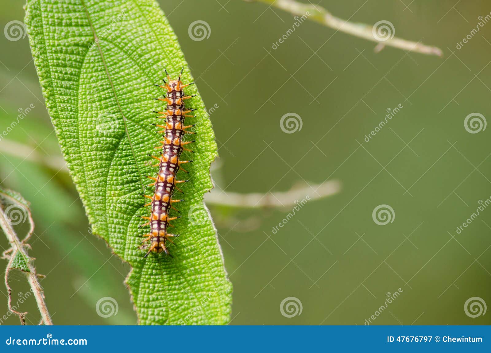 Nature of the worm stock image. Image of earthworm, disgust - 47676797