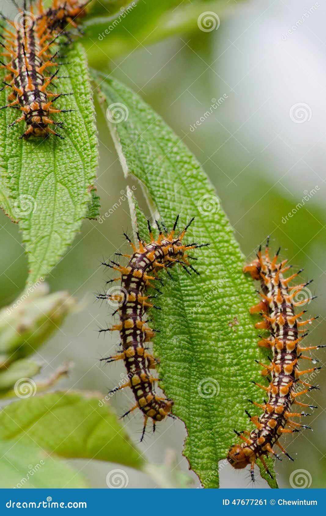 Nature of the worm stock image. Image of invertebrate - 47677261