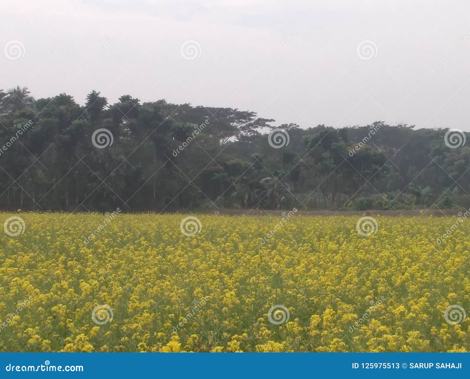 Nature stock image. Image of trees, writing, nature - 125975513