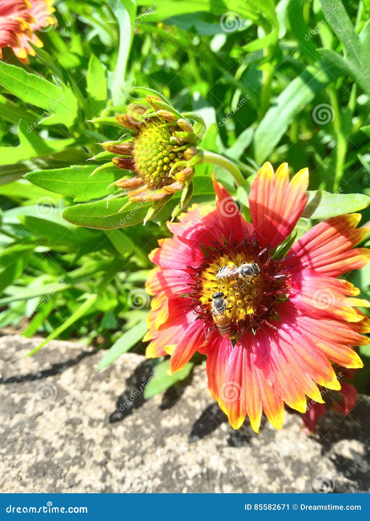 Nature zoomed stock image. Image of zoomed, macro, nature - 85582671