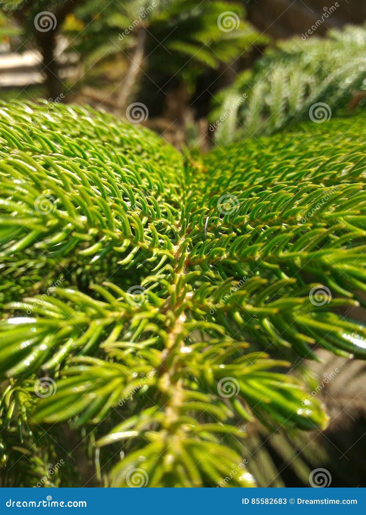 Nature zoomed stock image. Image of plant, grass, conifer - 85582683