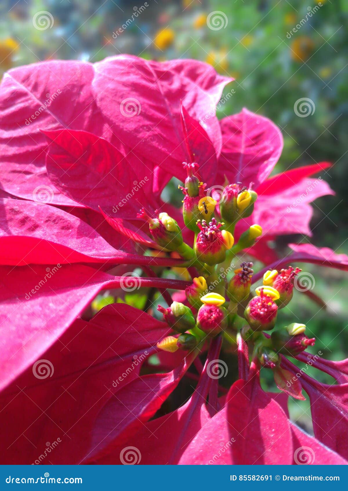 Nature zoomed stock image. Image of focused, flower, petal - 85582691
