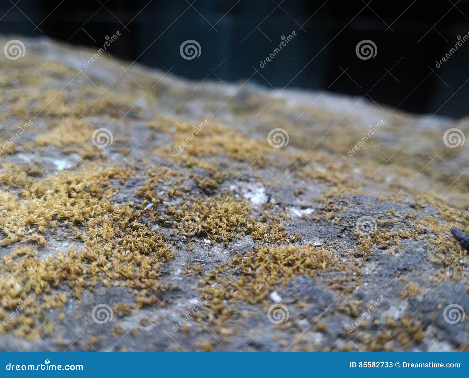 Nature zoomed stock image. Image of rock, zoomed, macro - 85582733