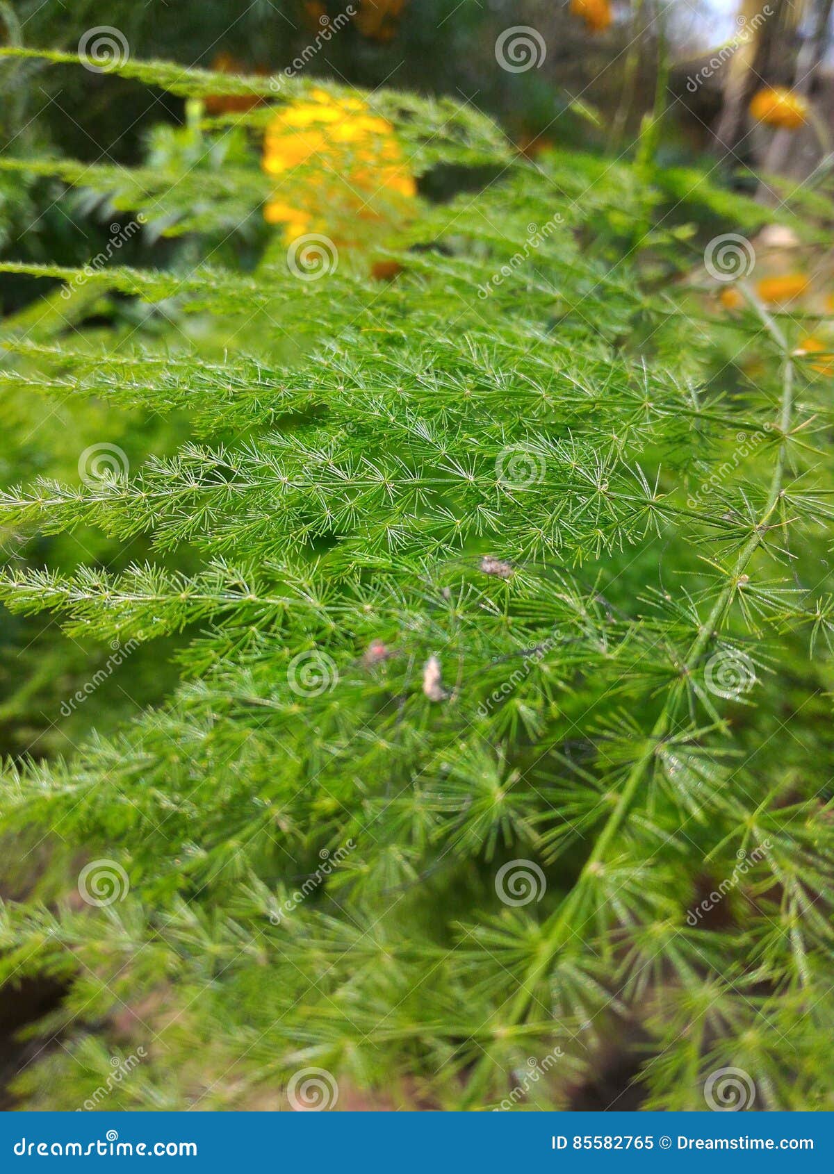 Nature zoomed stock image. Image of nature, leaf, plant - 85582765