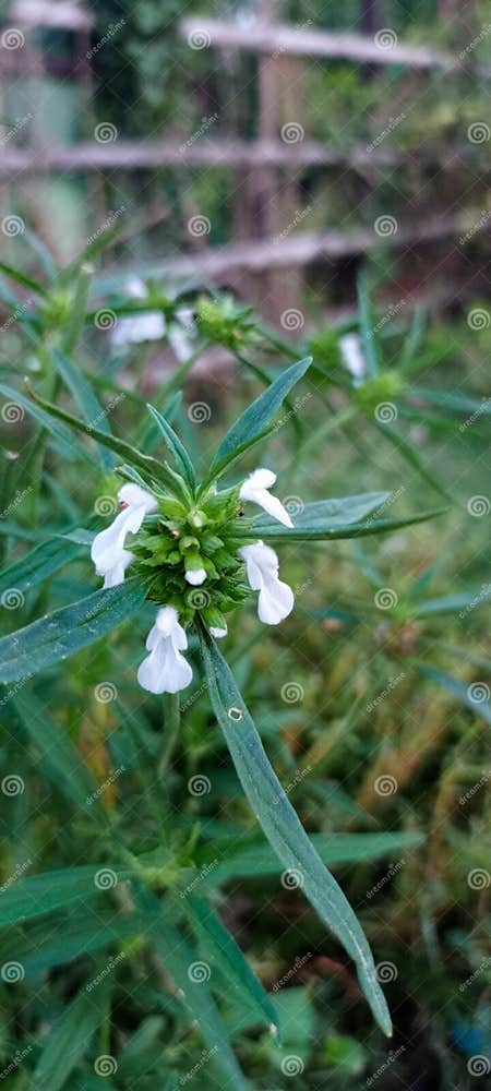 Natureb stock image. Image of natureb, meadow, herb - 292342093