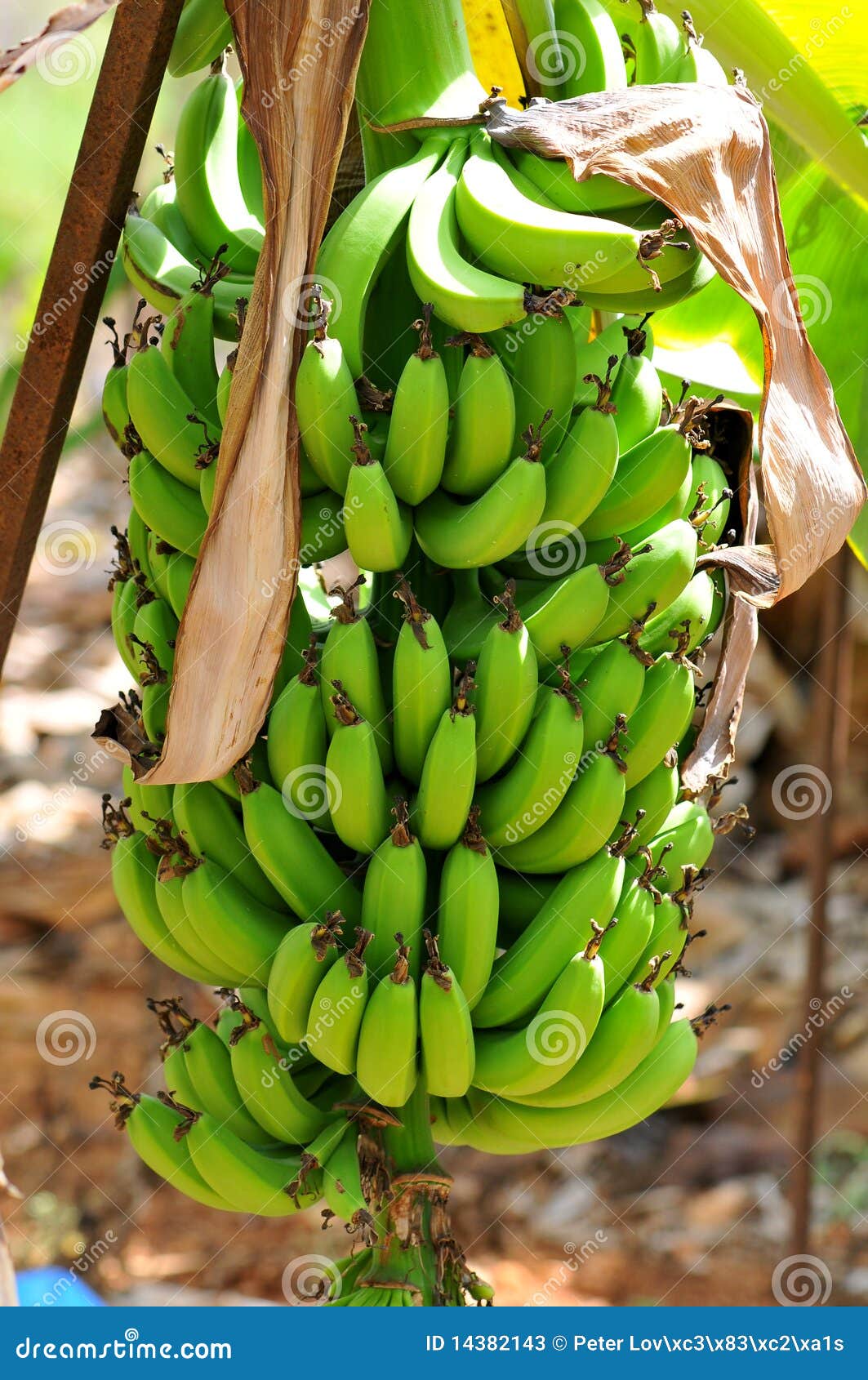 Natured banana stock image. Image of exotic, fresh, friendly - 14382143