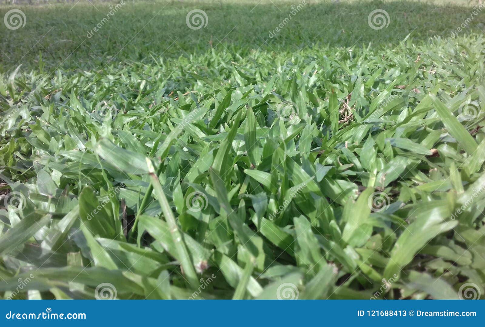 Naturel grass stock image. Image of patch, grass, beautiful - 121688413