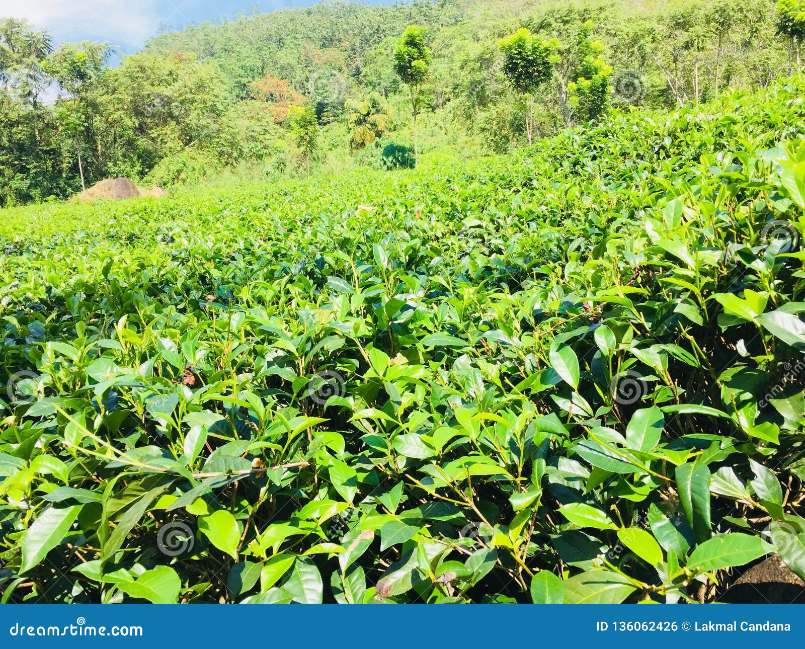 Naturel Tea Land of Sri Lanka Stock Photo - Image of read, suriya ...