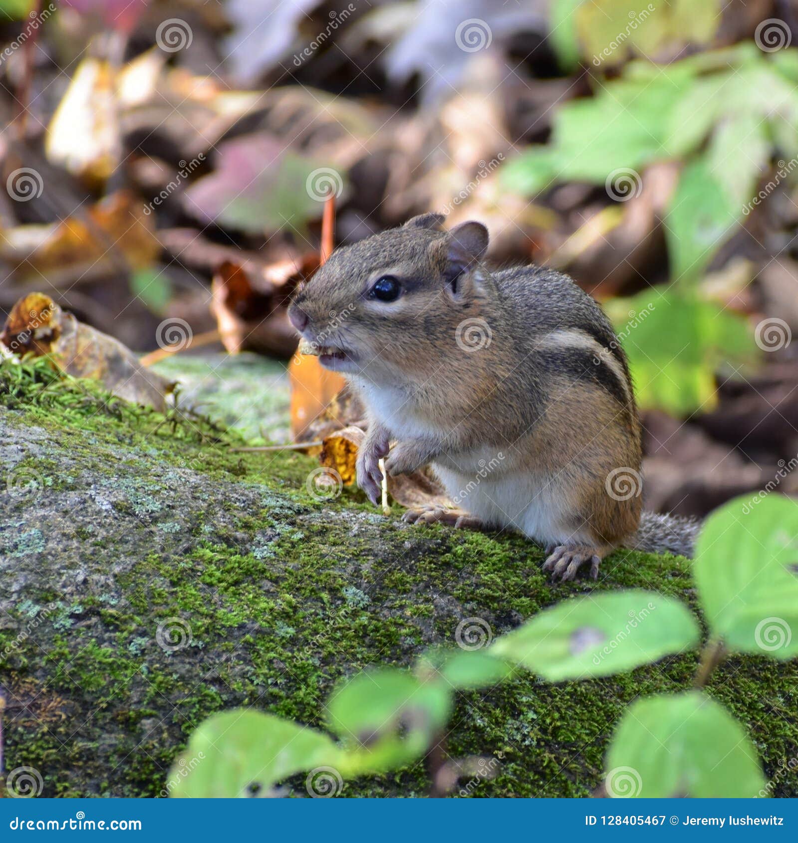Natures Adorable Chipmunk stock image. Image of wild - 128405467