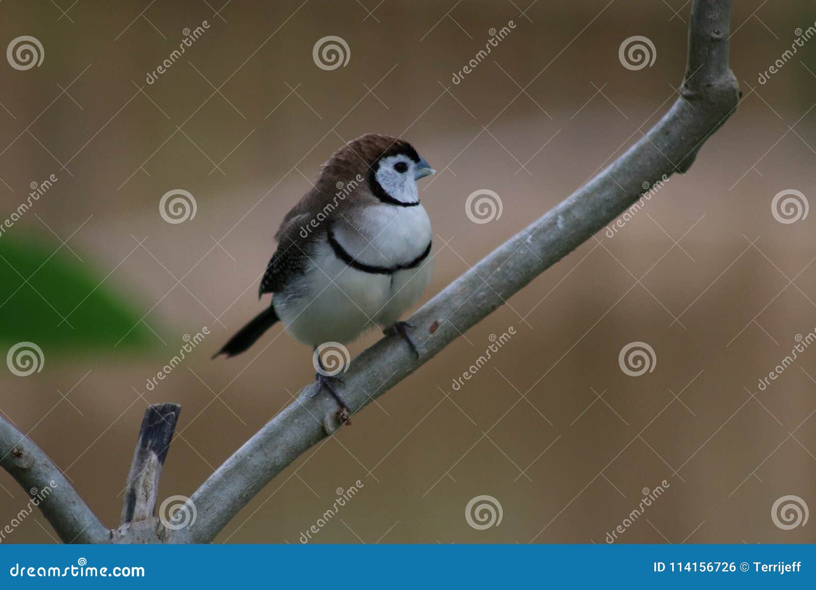Tiny Bird Sitting on a Tree Limb Stock Photo - Image of natures ...
